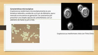 Cryptococcus | PPTX