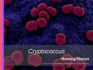 Medically Important Cryptococcus species.pptx
