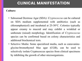 Medically Important Cryptococcus species.pptx