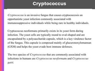 Medically Important Cryptococcus species.pptx