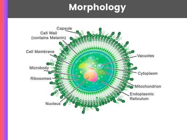 Medically Important Cryptococcus species.pptx