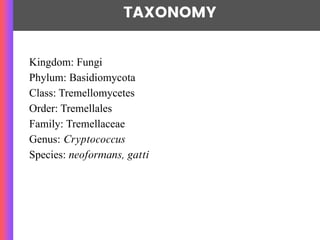 Medically Important Cryptococcus species.pptx