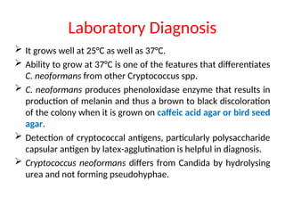 Cryptococcus. var. gattii, var. neoformans and var. grubii. | PPT ...