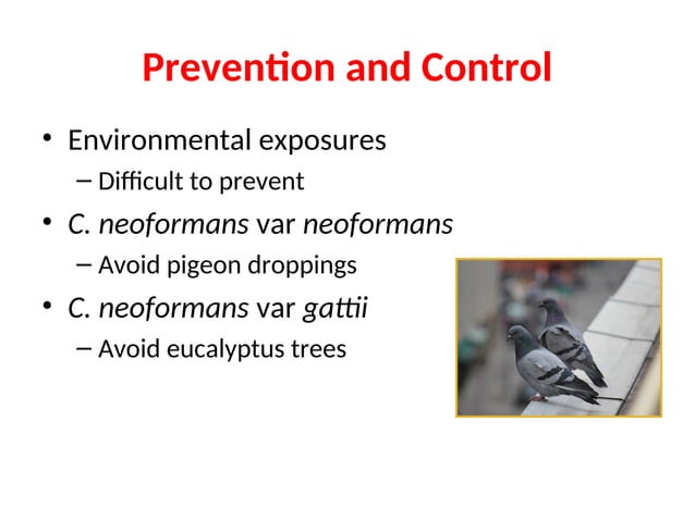 Cryptococcus. var. gattii, var. neoformans and var. grubii. | PPT ...