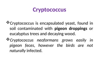 Cryptococcus. var. gattii, var. neoformans and var. grubii. | PPT ...