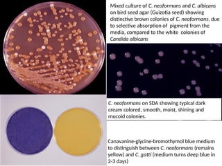 Cryptococcus and Malassezia of veterinary importance | PPT