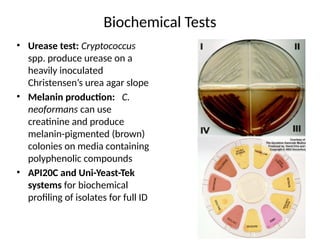 Cryptococcus and Malassezia of veterinary importance | PPT