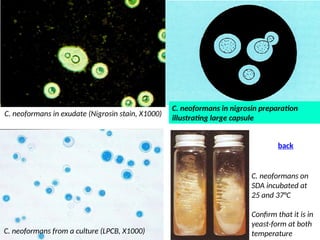 Cryptococcus and Malassezia of veterinary importance | PPT