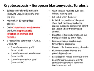 Cryptococcus and Malassezia of veterinary importance | PPT