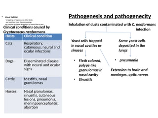 Cryptococcus and Malassezia of veterinary importance | PPT