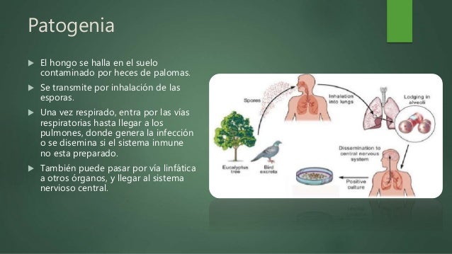 Cryptococcus neoformans