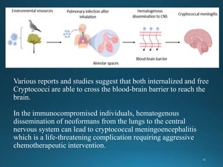 Cryptococcus neoformans for bmit class.pptx
