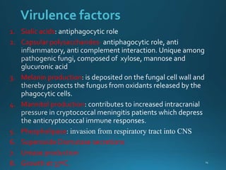 Cryptococcus neoformans for bmit class.pptx