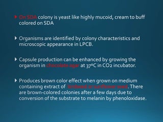 Cryptococcus neoformans for bmit class.pptx