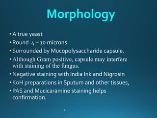 Cryptococcus neoformans for bmit class.pptx
