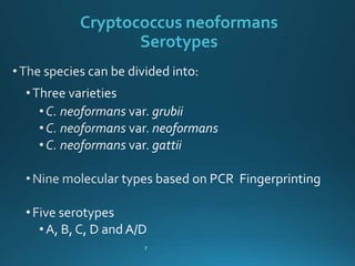Cryptococcus neoformans for bmit class.pptx