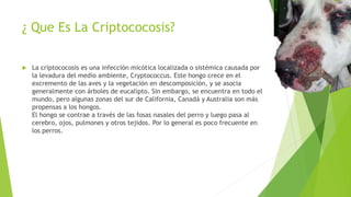 Cryptococus en perros | PPT