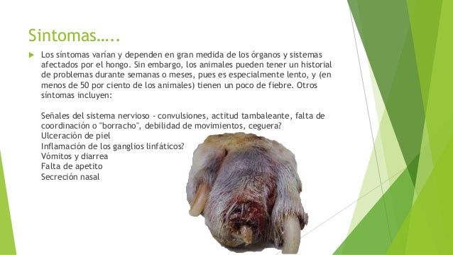 Cryptococus en perros