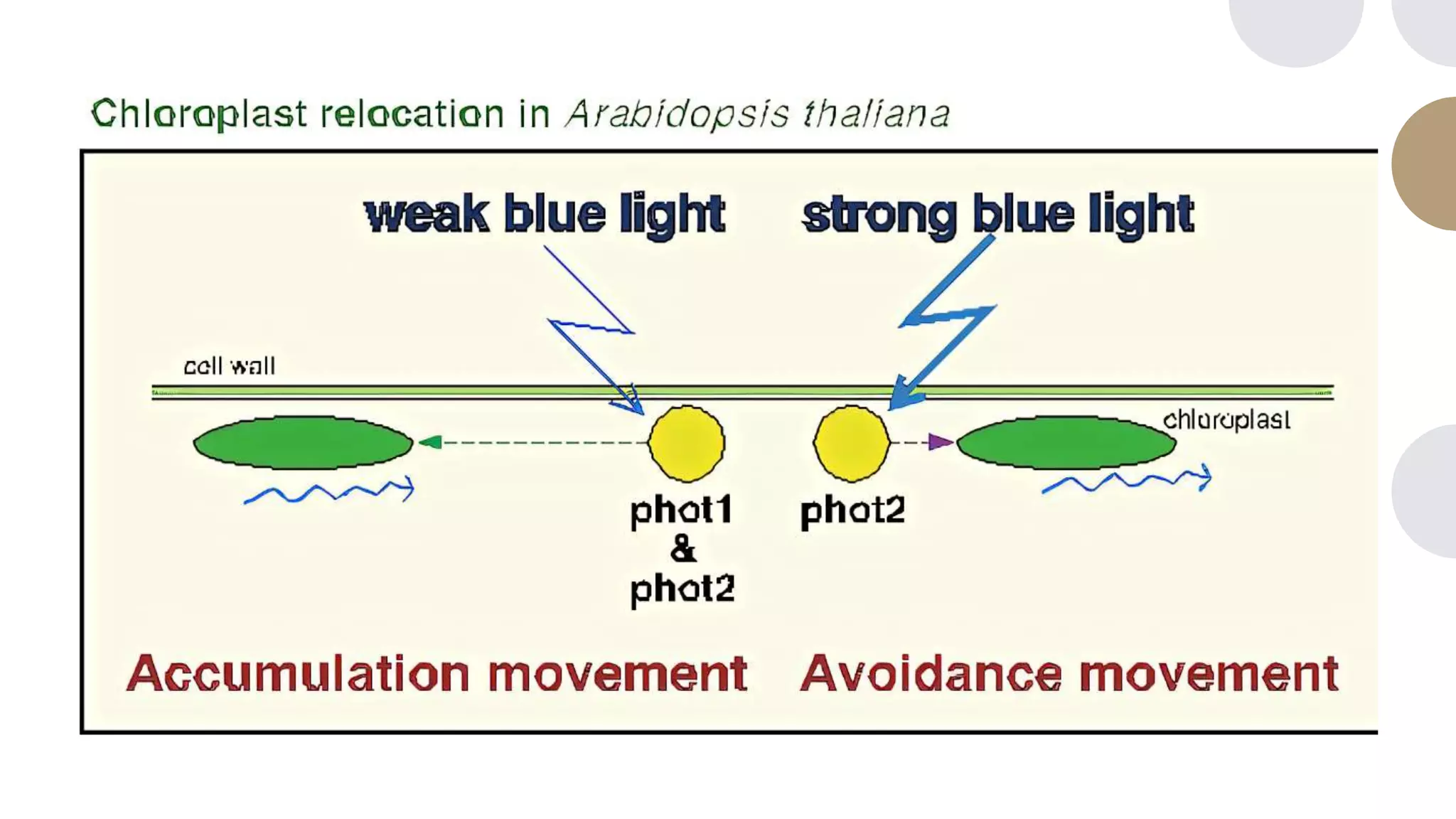 cryptoctochromes and phototropins | PPTX