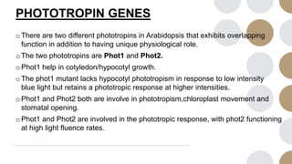 cryptoctochromes and phototropins | PPTX | Biological Sciences | Science