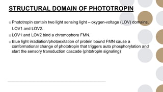 cryptoctochromes and phototropins | PPTX | Biological Sciences | Science