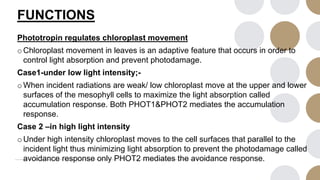 cryptoctochromes and phototropins | PPTX | Biological Sciences | Science