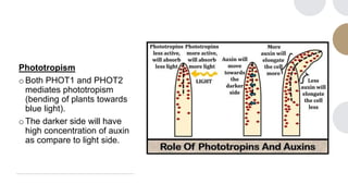 cryptoctochromes and phototropins | PPTX