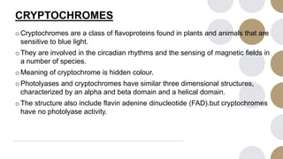 cryptoctochromes and phototropins | PPTX
