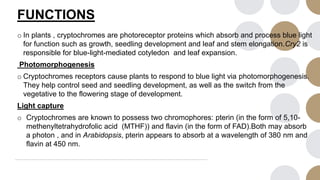 cryptoctochromes and phototropins | PPTX | Biological Sciences | Science