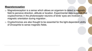 cryptoctochromes and phototropins | PPTX