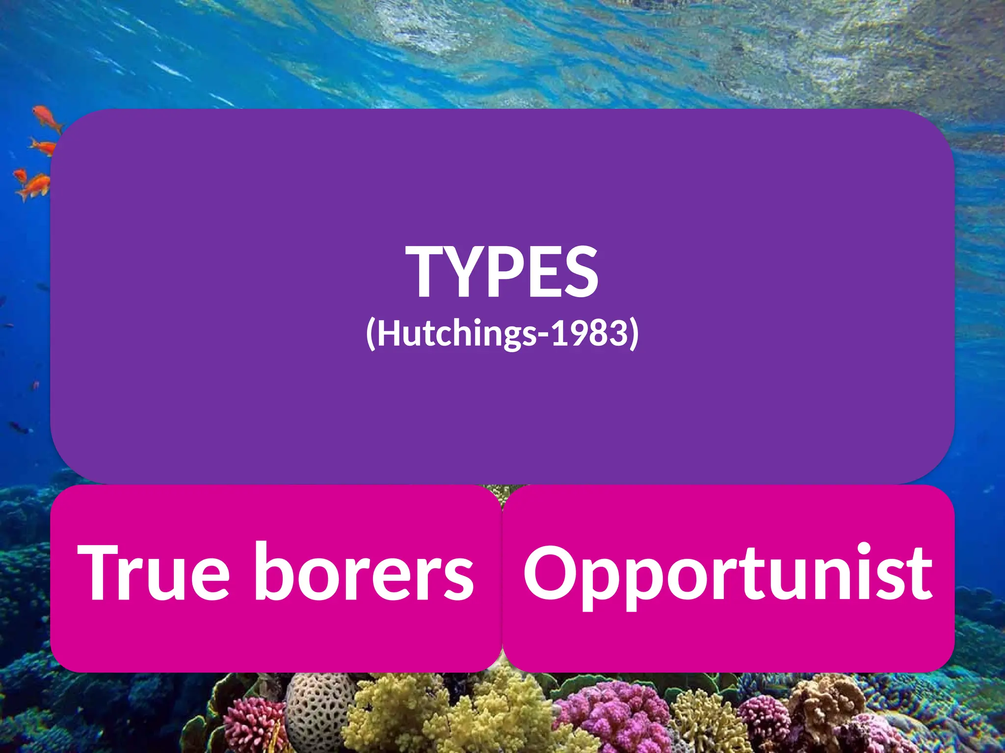 CRYPTOFAUNA OF MARINE ECOSYSTEM FOCUSED ON BENTHIC.pptx