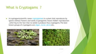 Cryptogam | PPTX