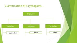 Cryptogam | PPTX | Reproductive Health | Diseases and Conditions