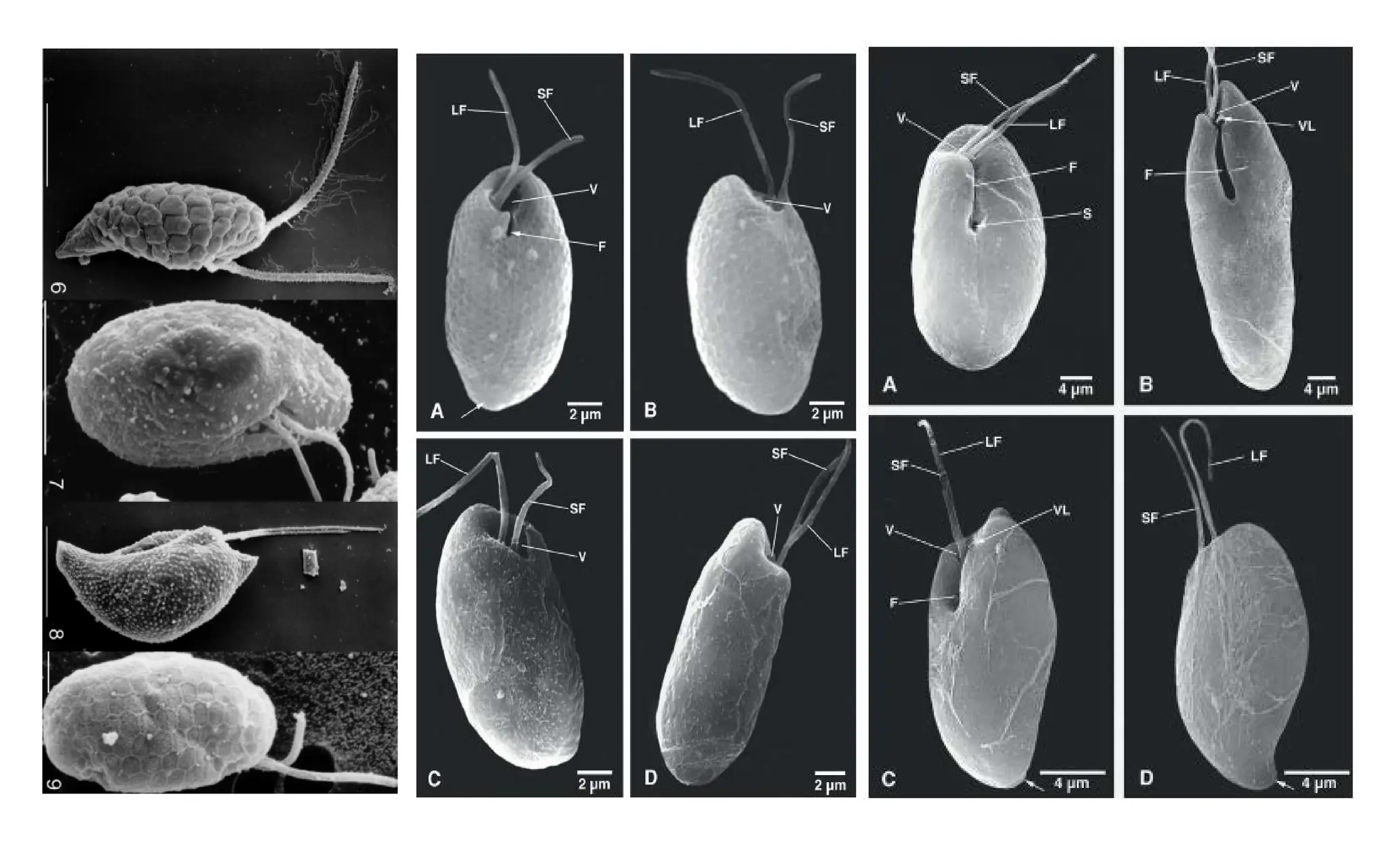 CRYPTOPHYTA (Morfología, características).pdf