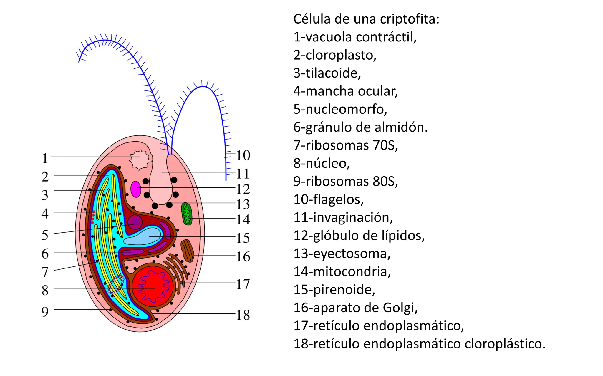 CRYPTOPHYTA (Morfología, características).pdf