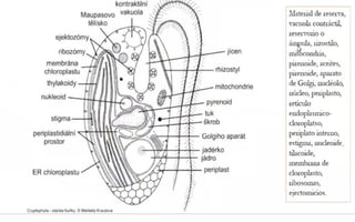 CRYPTOPHYTA (Morfología, características).pdf
