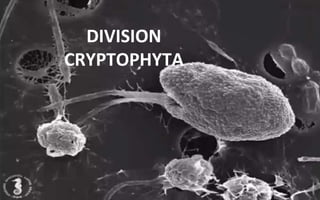 CRYPTOPHYTA (Morfología, características).pdf