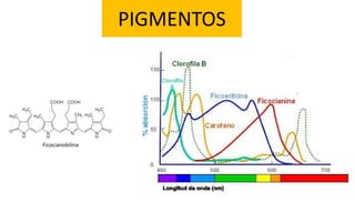 CRYPTOPHYTA (Morfología, características).pdf