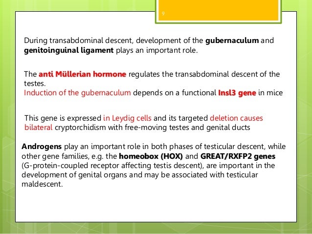 Undescended Testis Cryptorchidism