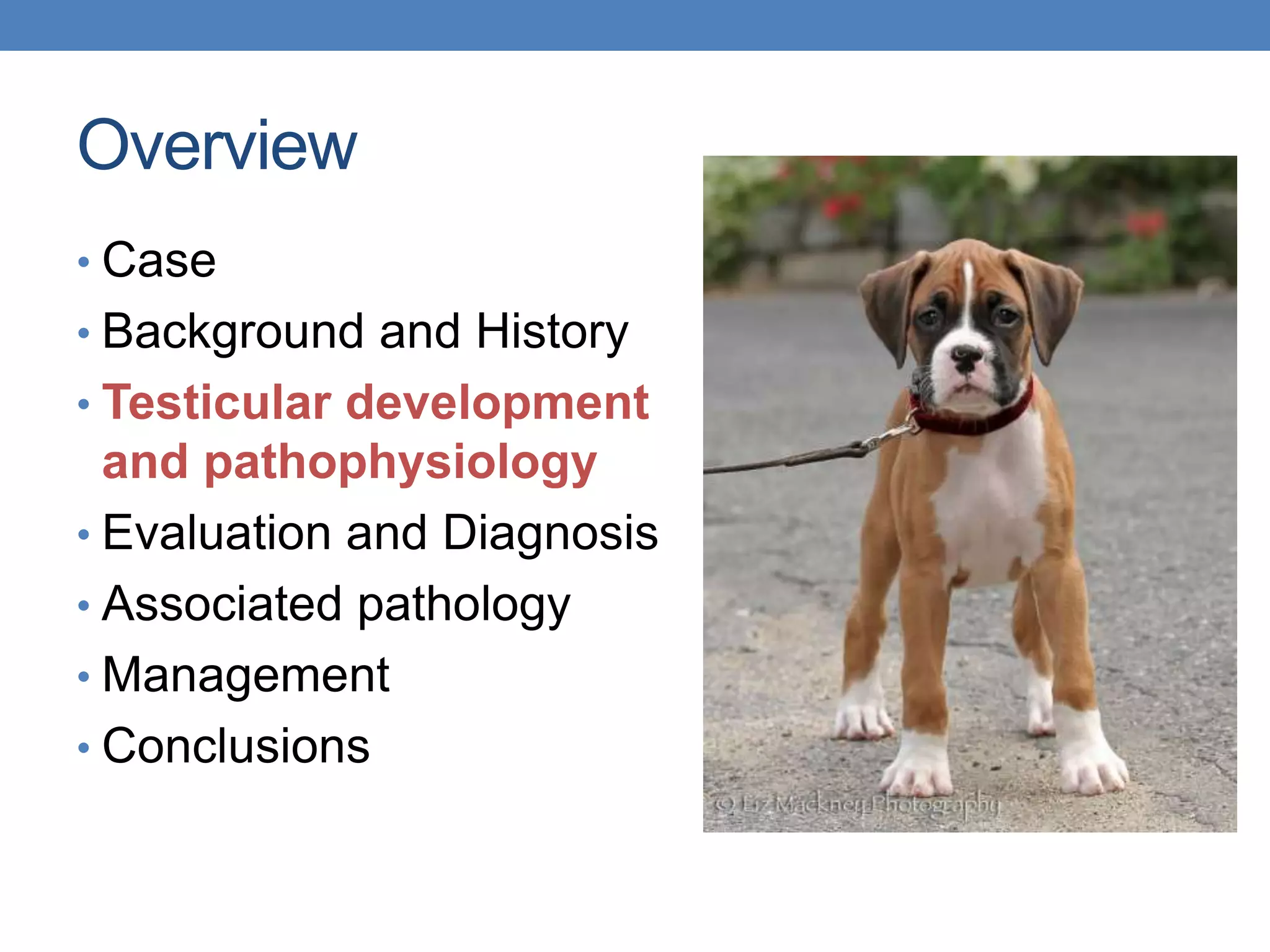 Cryptorchidism (Undescended Testes) | PPTX