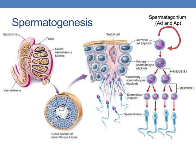 Cryptorchidism (Undescended Testes) | PPTX