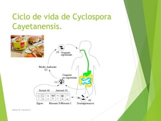 Cryptospoidium parvum y cyclospora cayetanensis | PPTX