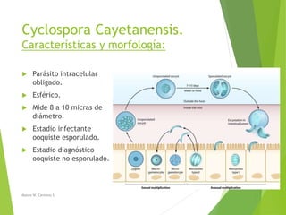 Cryptospoidium parvum y cyclospora cayetanensis | PPTX