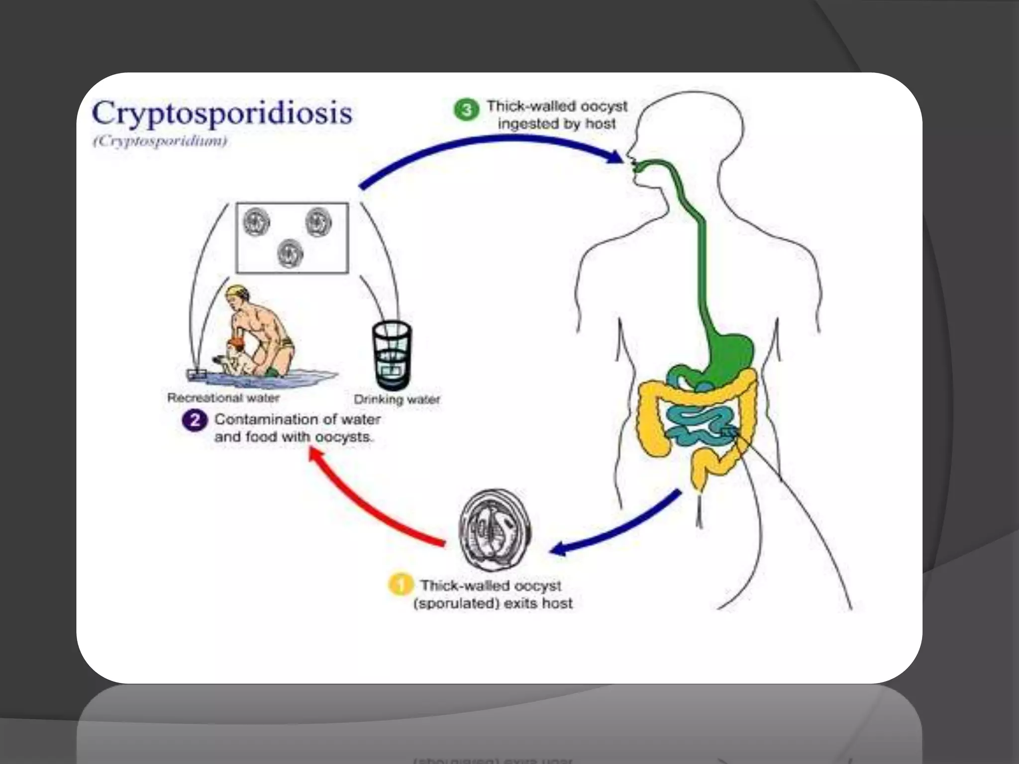 Cryptosporidium | PPTX