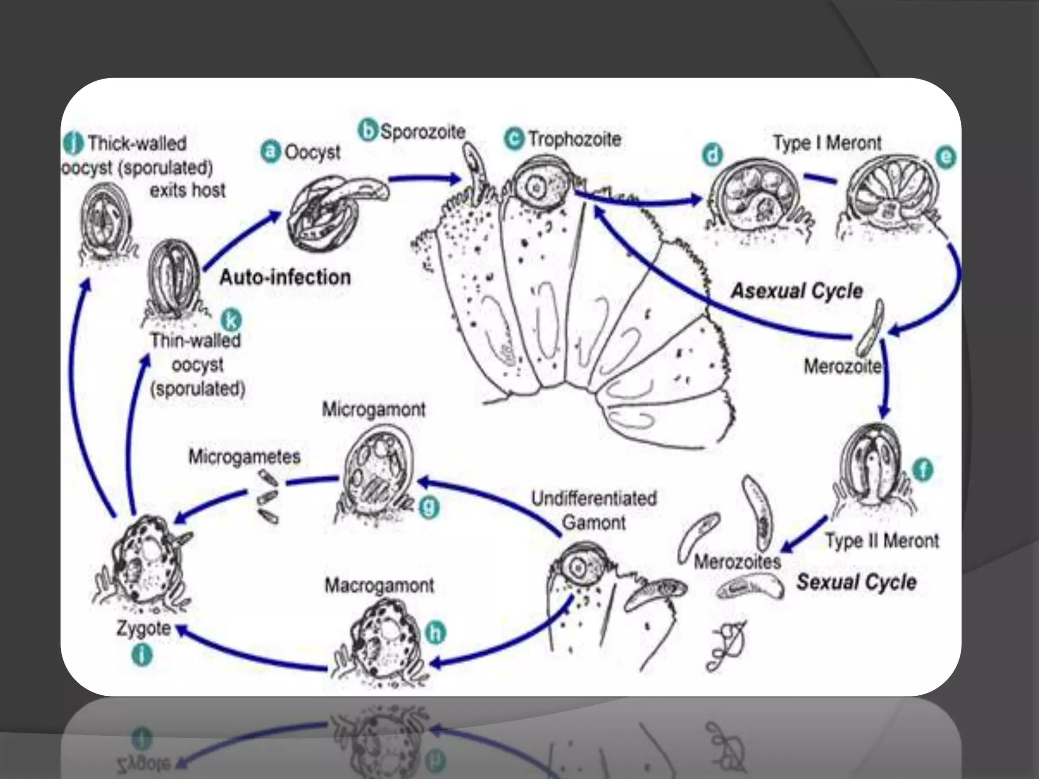 Cryptosporidium | PPTX
