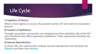 Cryptosporidium.pptx
