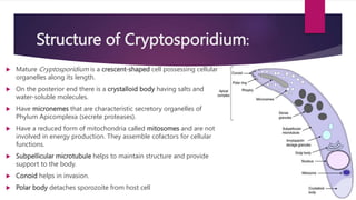 Cryptosporidium.pptx