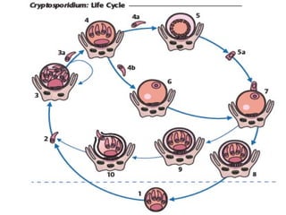 Cryptosporidium | PPT