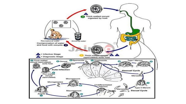 CRYPTOSPORIDIUM of parasitology bio science | PDF