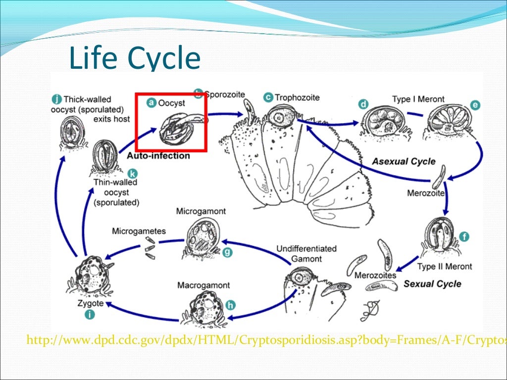 Cryptosporidium parvum